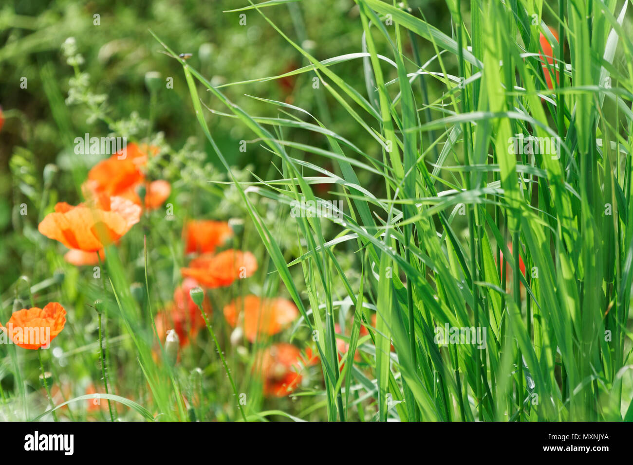 Red poppy flower on spring fresh green field, sunny day Stock Photo - Alamy