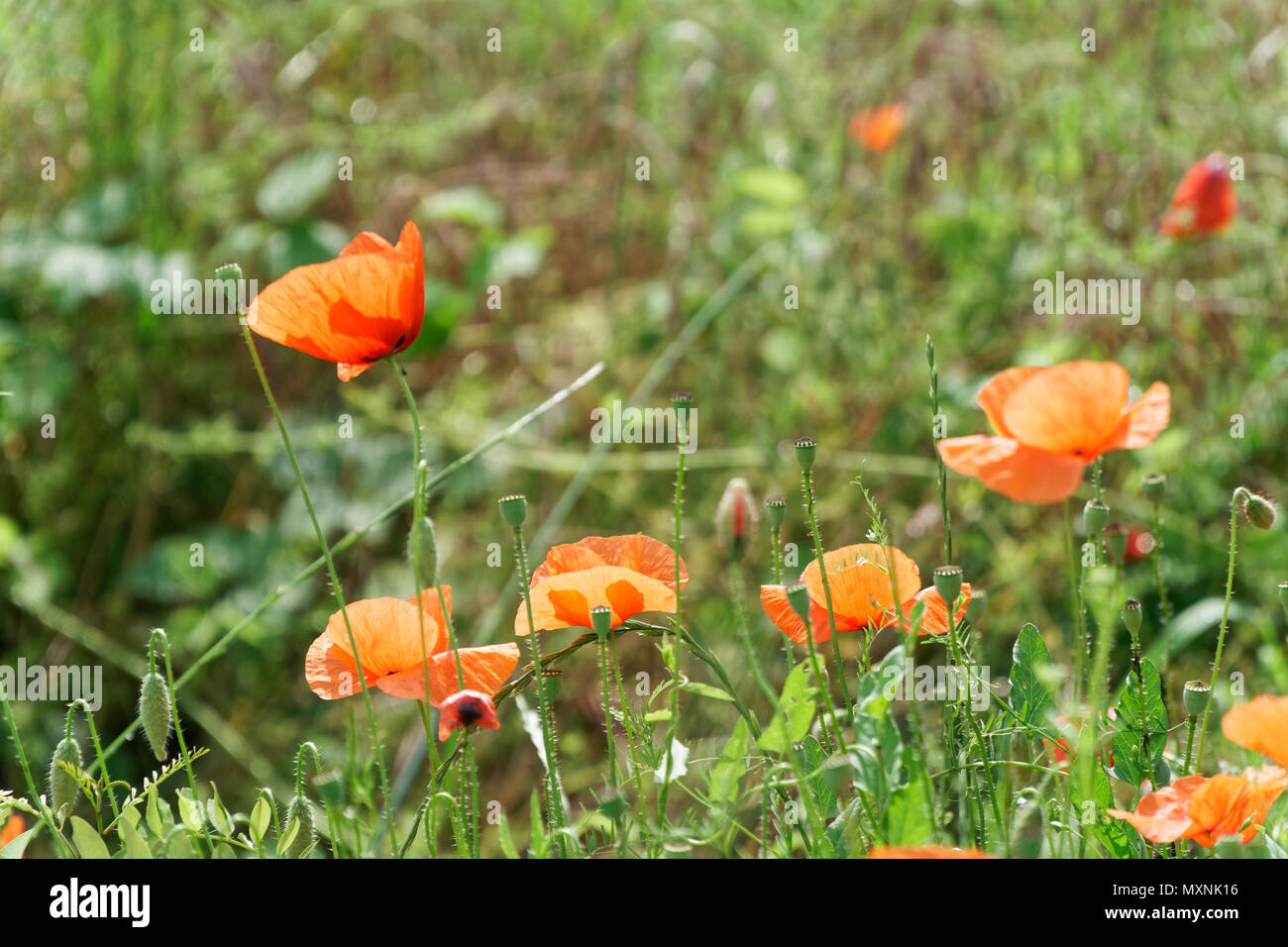 Red poppy flower on spring fresh green field, sunny day Stock Photo - Alamy