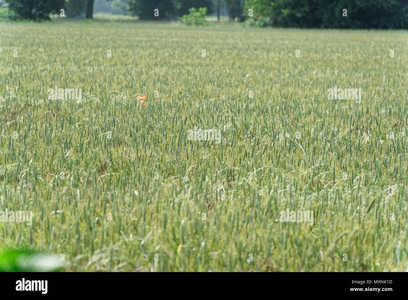 Spring fresh green field, sunny day Stock Photo - Alamy