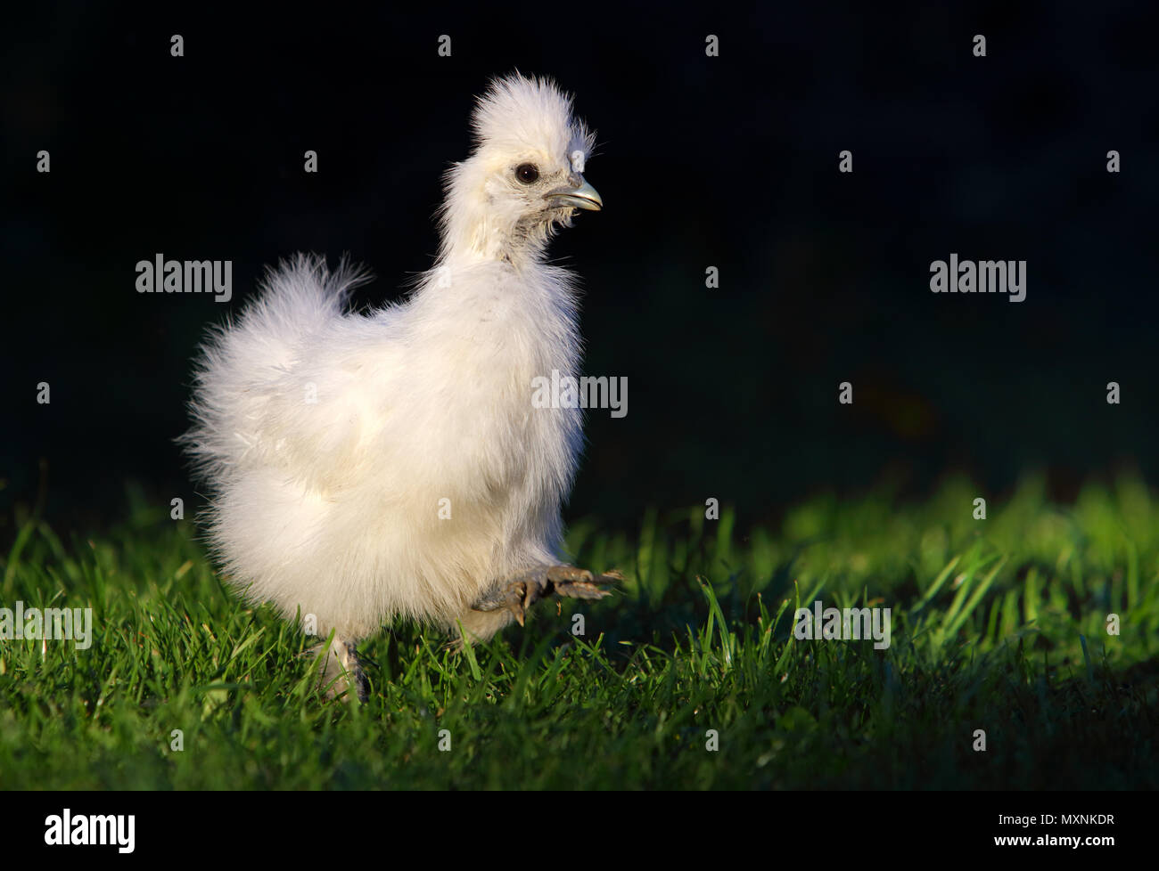 Walking fun white chicken Stock Photo - Alamy