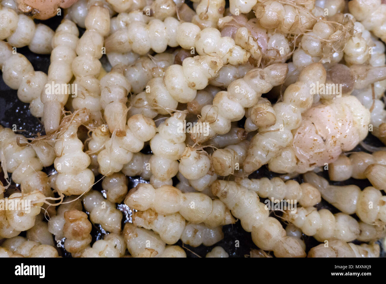 Stachys Affinis High Resolution Stock Photography and Images - Alamy