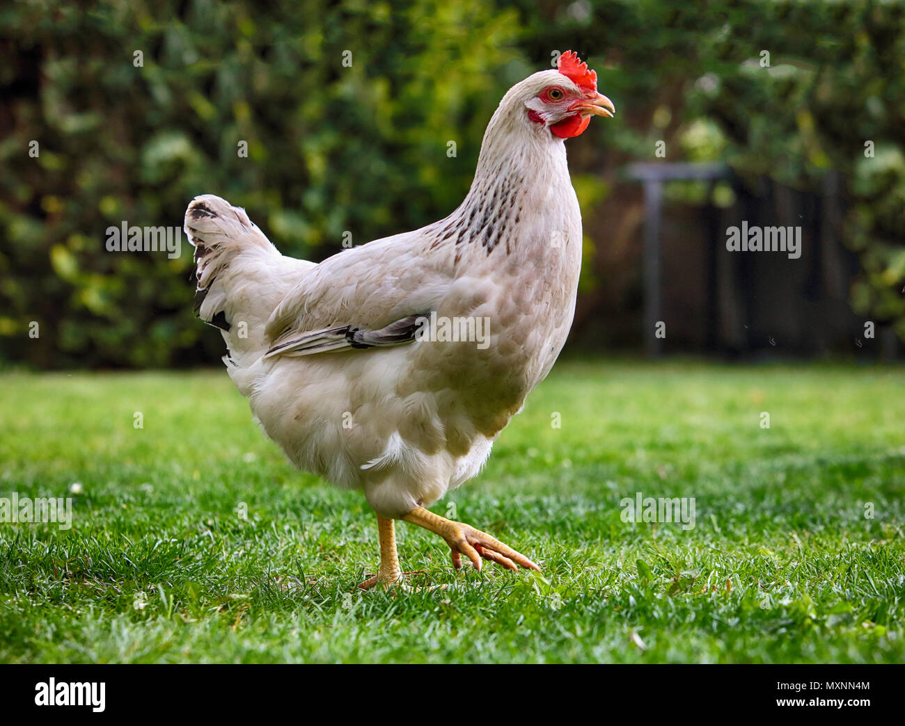 Chicken in bio farm Stock Photo - Alamy