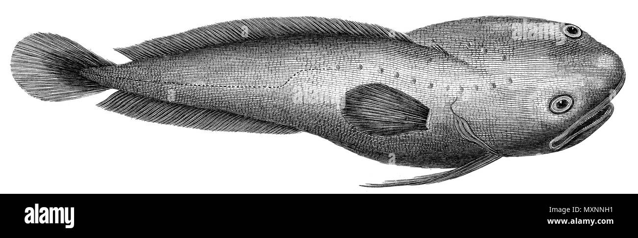 Gadidae fish Black and White Stock Photos & Images - Alamy