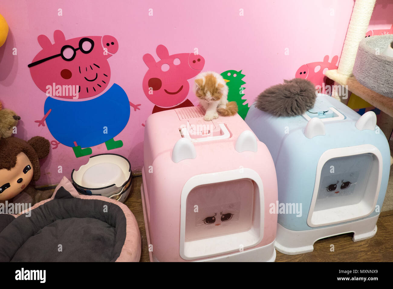 Micro pigs and china hi-res stock photography and images - Alamy
