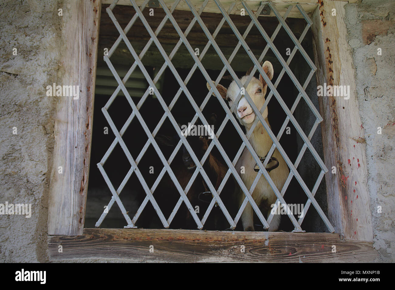 young goats looking through a barred barn window Stock Photo - Alamy