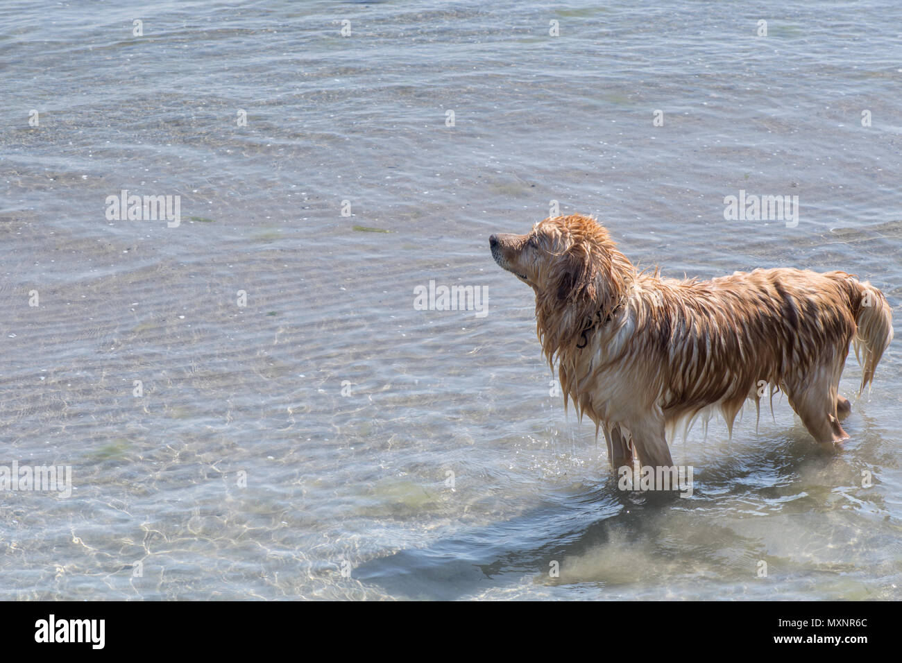 Dog istanbul hi-res stock photography and images - Alamy