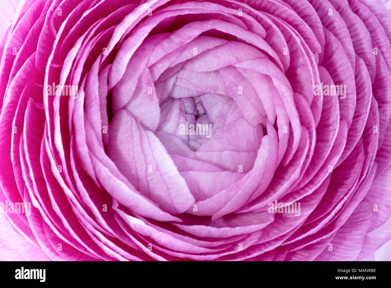 Pastel pink ranunculus or buttercup hi-res stock photography and images ...