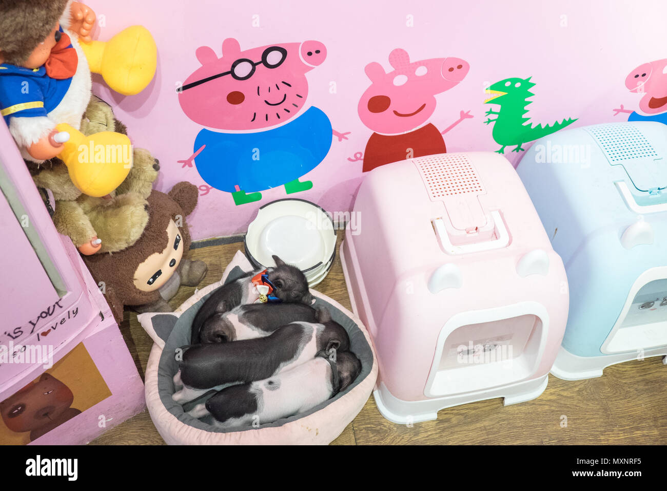 Micro pig pet hi-res stock photography and images - Alamy