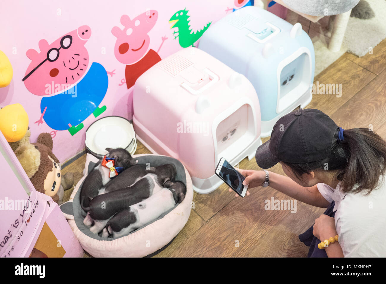 Micro pigs and china hi-res stock photography and images - Alamy
