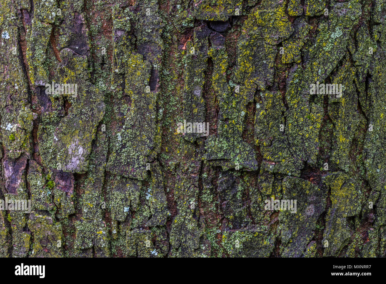 Maple tree bark with moss close up Stock Photo - Alamy