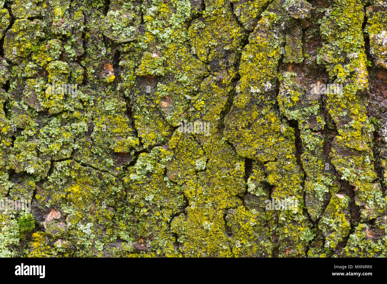 Maple tree bark hi-res stock photography and images - Alamy