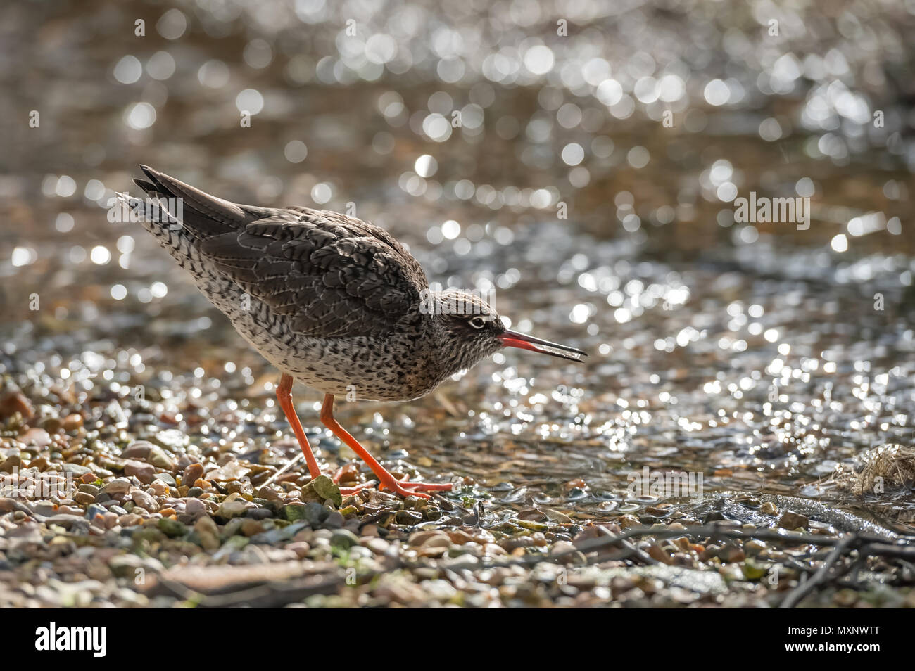 close-up of a common redshank feeding on a pebbled beach Stock Photo ...
