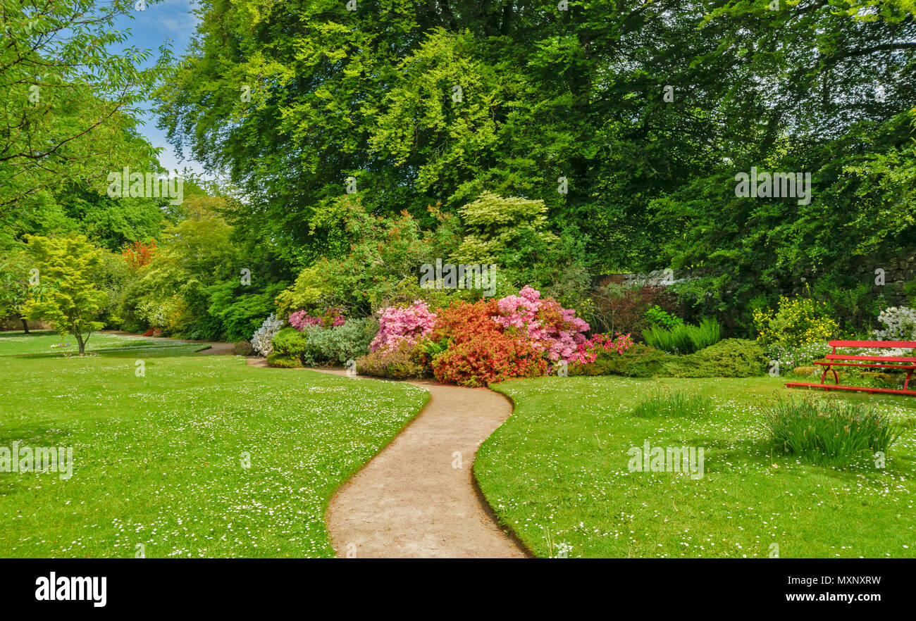 CAWDOR CASTLE NAIRN SCOTLAND GARDEN RED AZALEA FLOWERS AND A RED BENCH ...