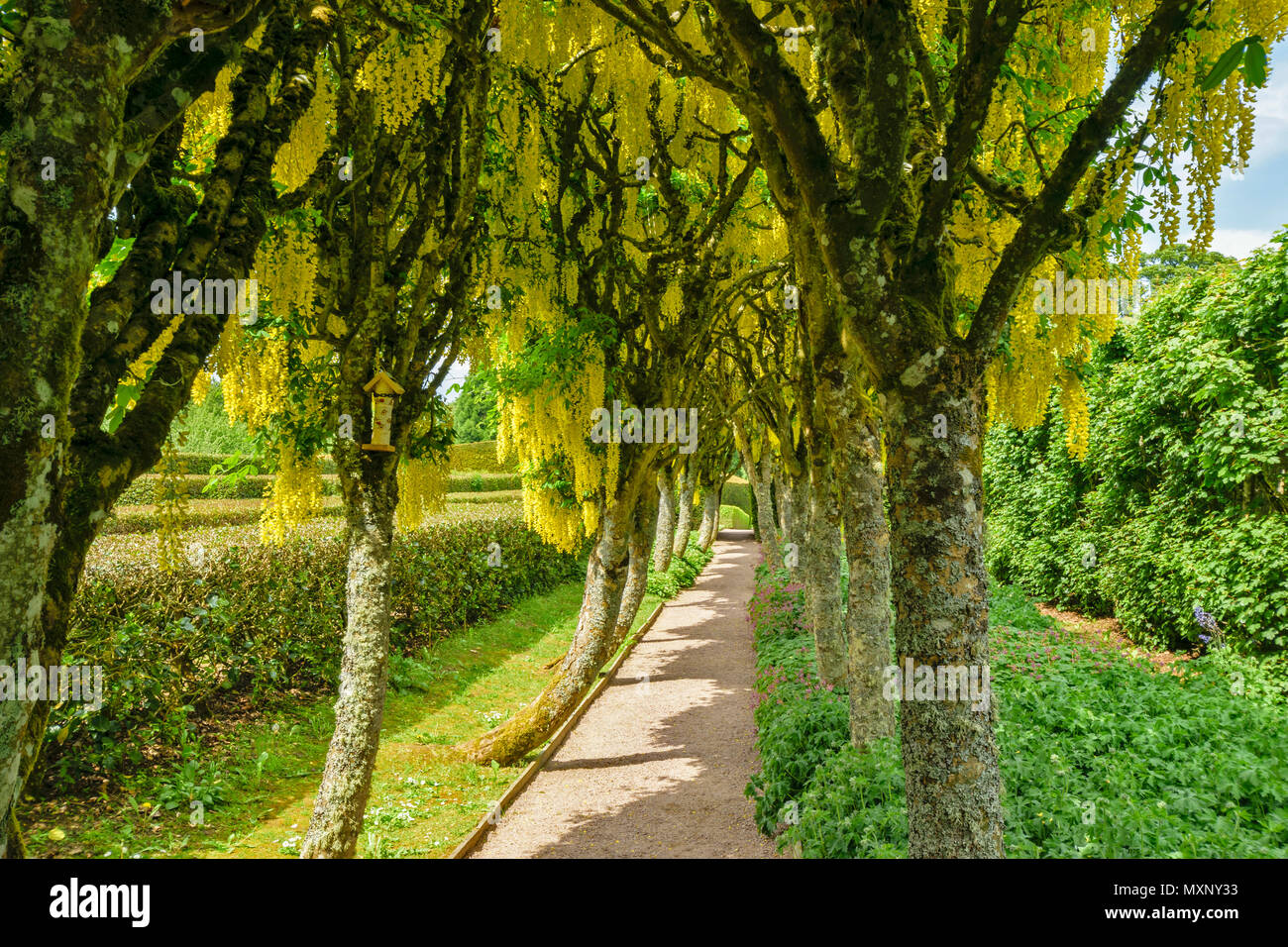 CAWDOR CASTLE NAIRN SCOTLAND INSIDE THE AVENUE OF LABURNUM TREES AND ...