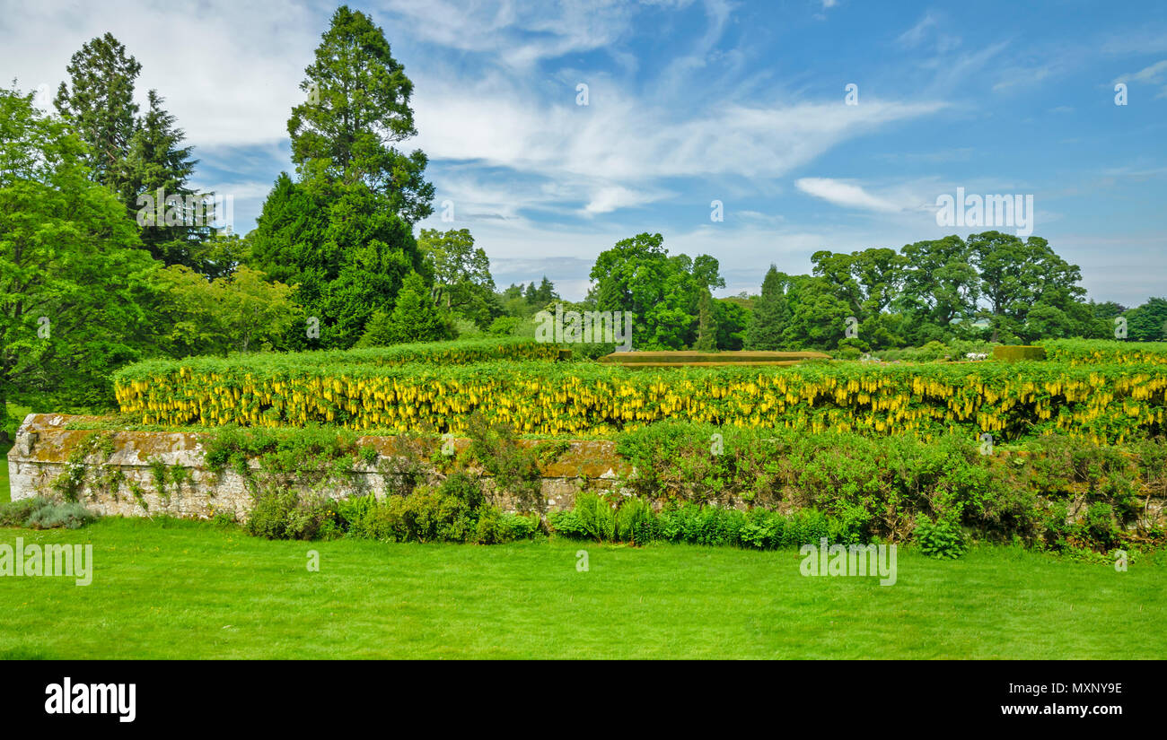 CAWDOR CASTLE NAIRN SCOTLAND OVERVIEW OF LABURNUM TREES AND YELLOW ...