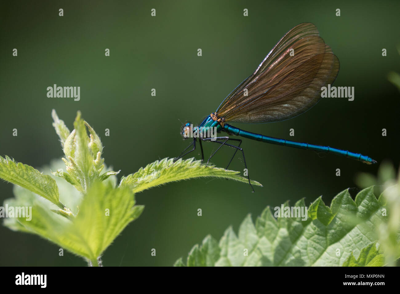 Purple damselfly hi-res stock photography and images - Alamy