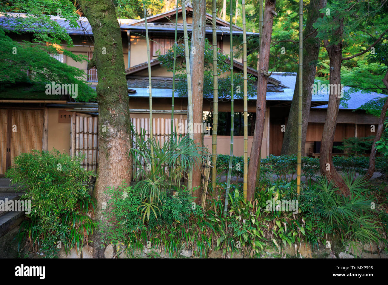 Japanese wooden house surrounded by green trees, bushes, and bamboo ...