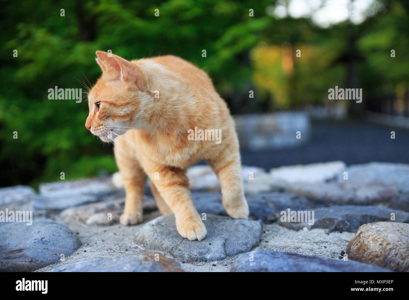 Orange tabby cat noticing a noise to his right Stock Photo - Alamy