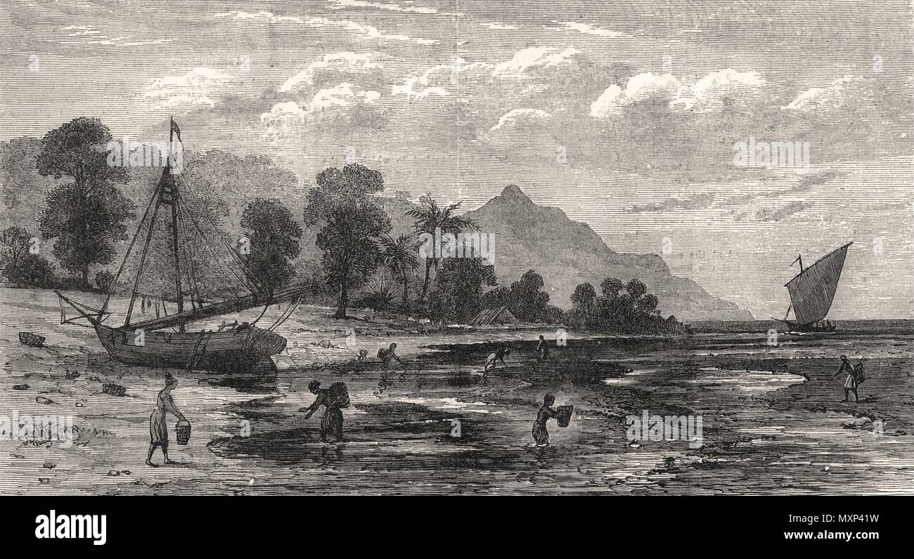 Trepang High Resolution Stock Photography and Images - Alamy