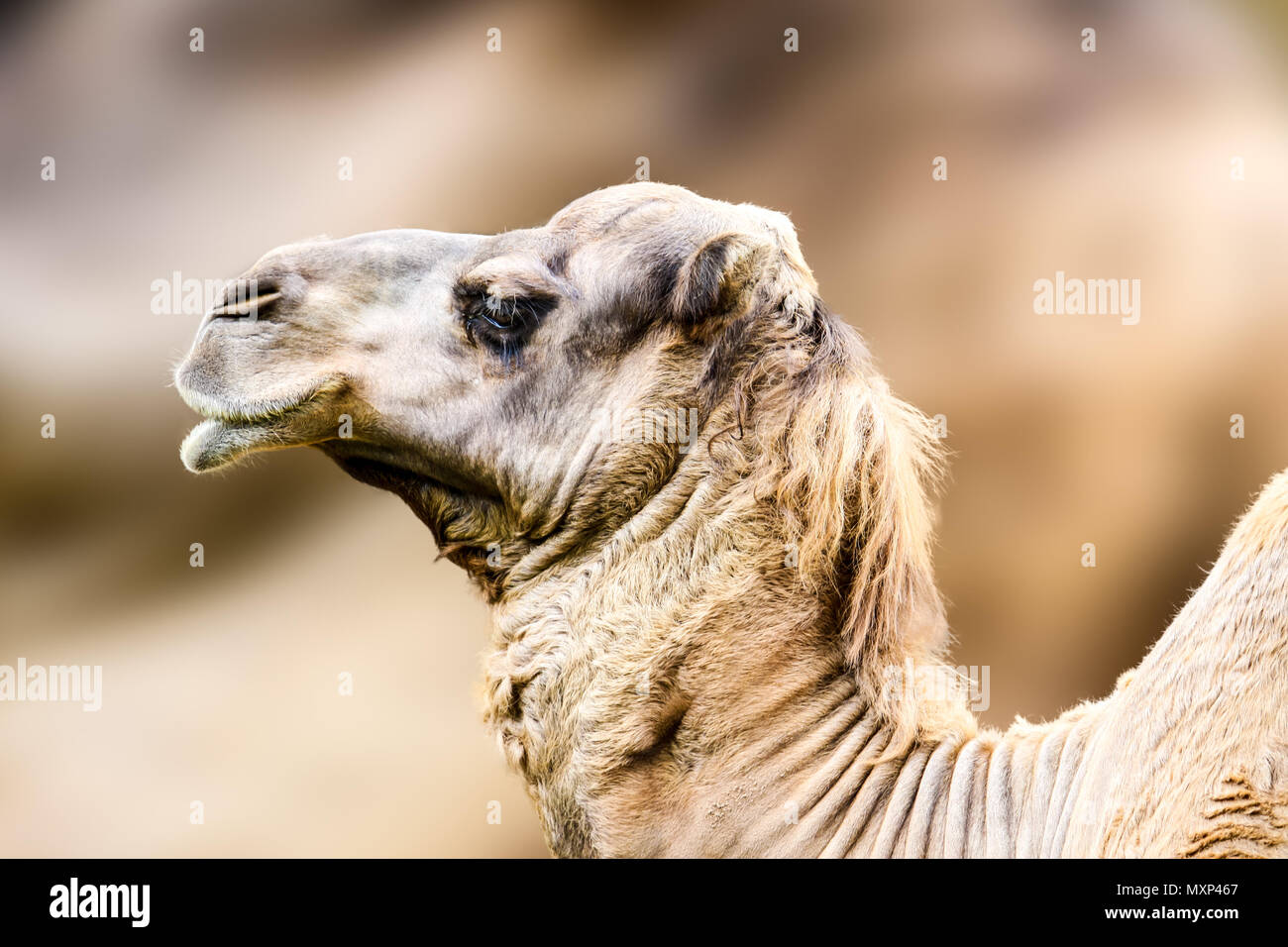 Camel profile face hi-res stock photography and images - Alamy