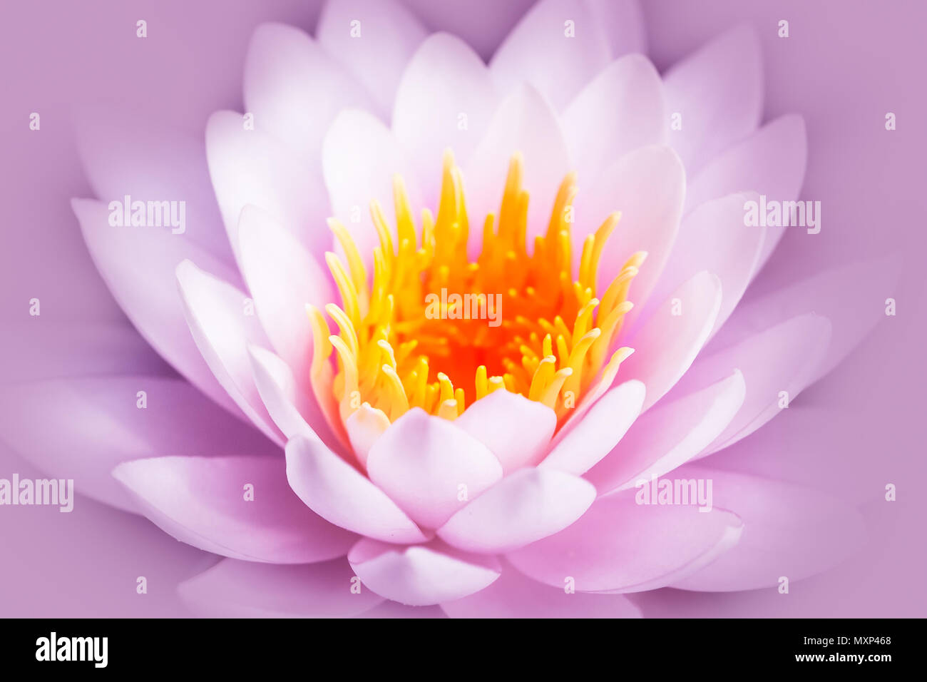 White and pink lotus flower or water lily with yellow core isolated on ...