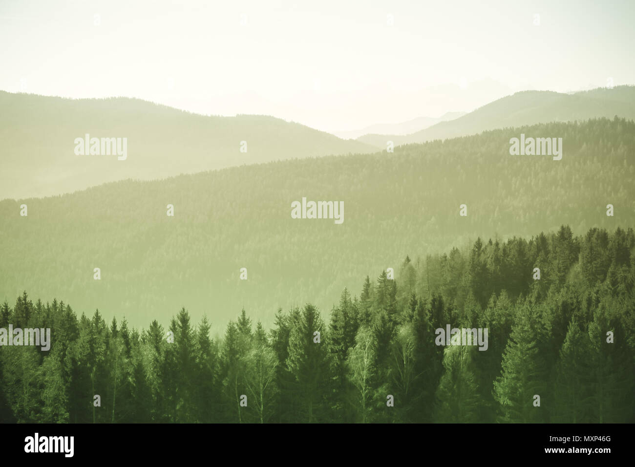 Mountain landscape with spruce and pine trees in the Austrian Alps ...