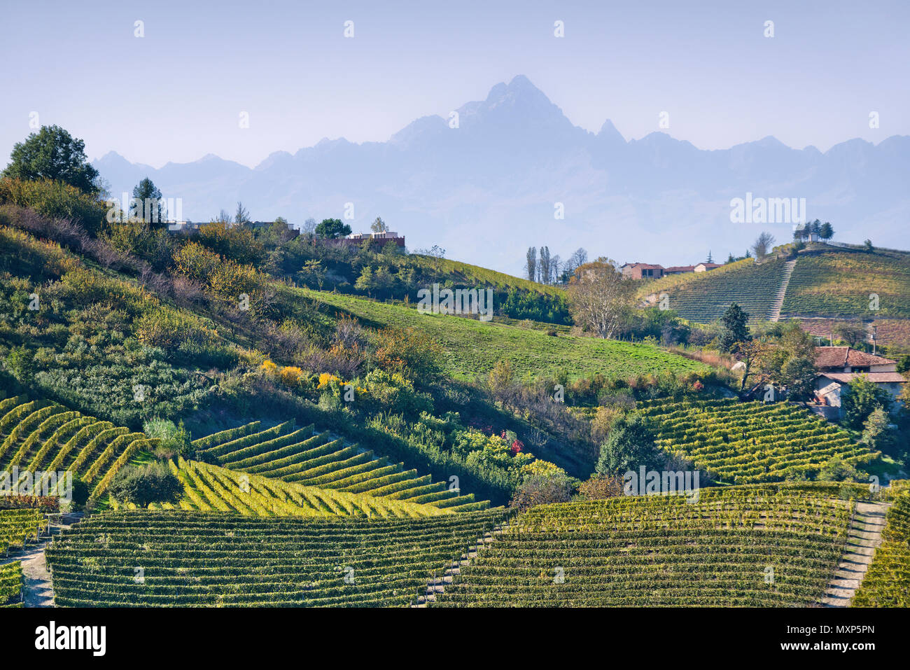 Italy, panorama of vineyards of Piedmont: Langhe-Roero and Monferrato ...