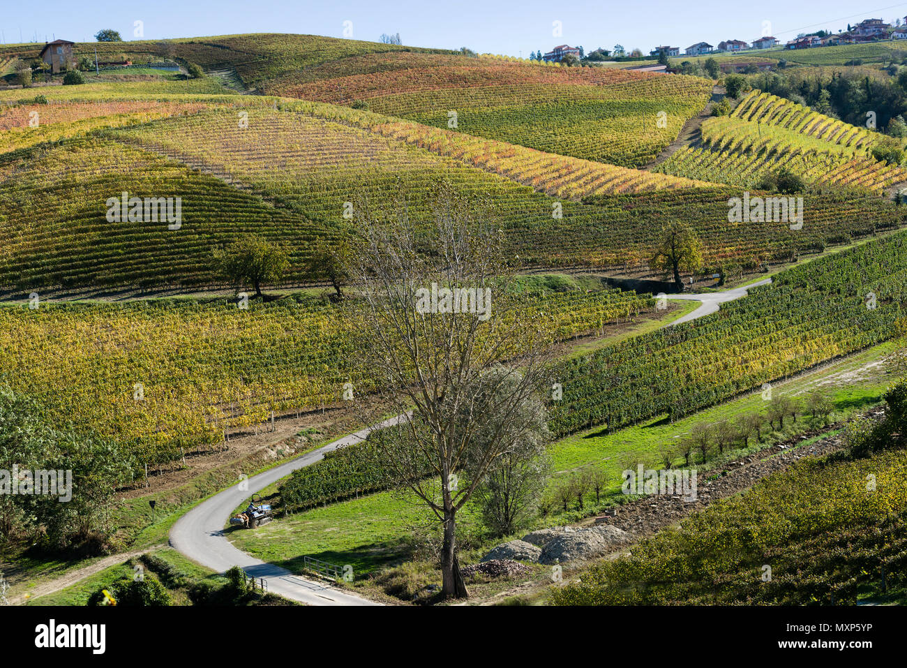Italy, panorama of vineyards of Piedmont: Langhe-Roero and Monferrato ...
