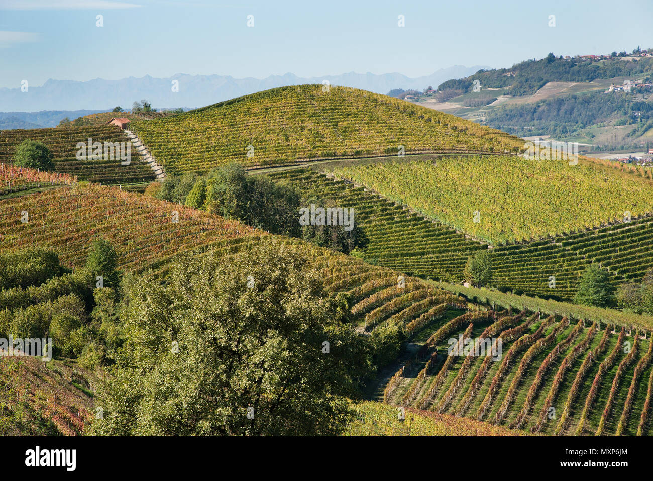 Italy, panorama of vineyards of Piedmont: Langhe-Roero and Monferrato ...