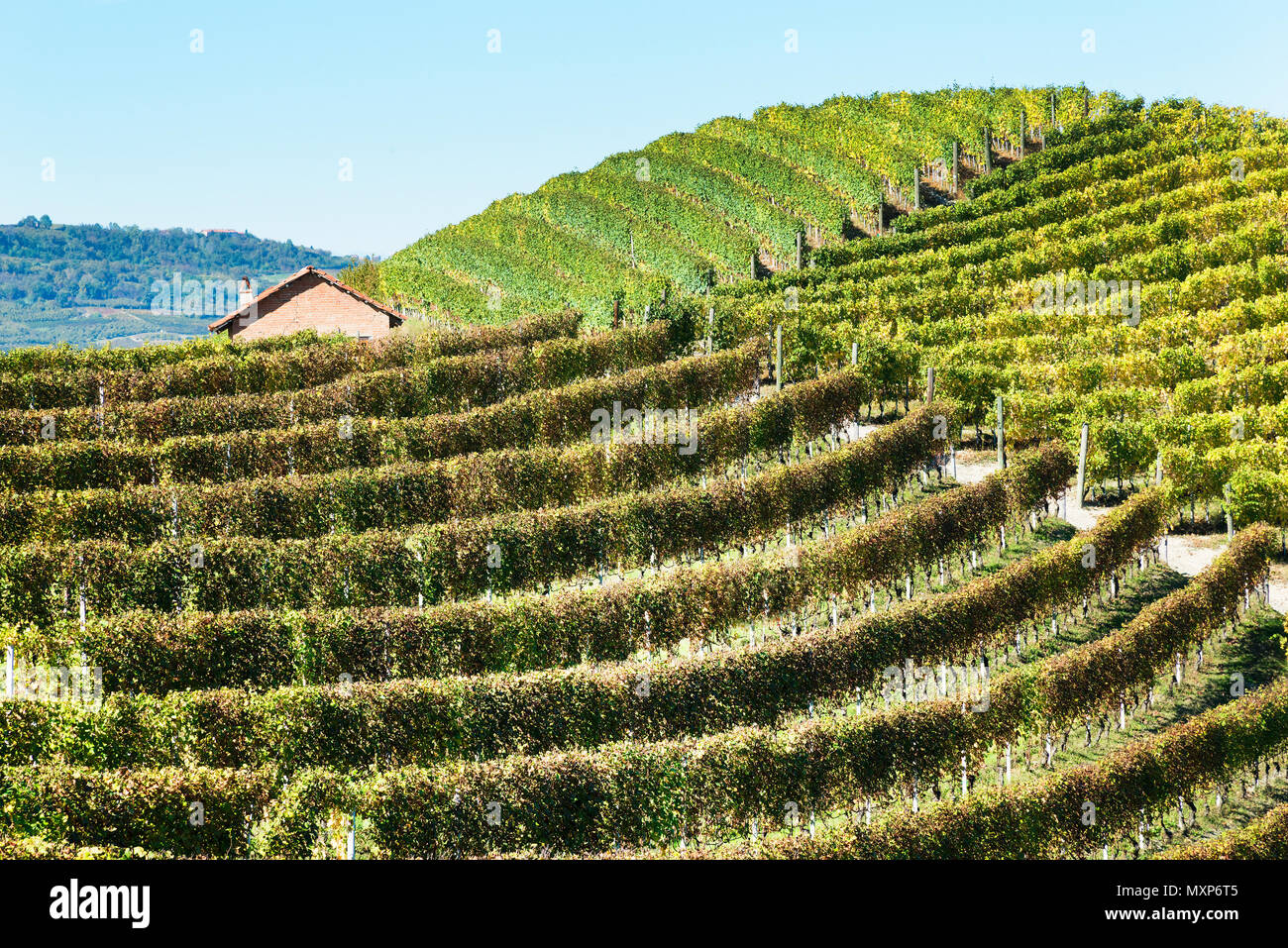 Italy, panorama of vineyards of Piedmont: Langhe-Roero and Monferrato ...