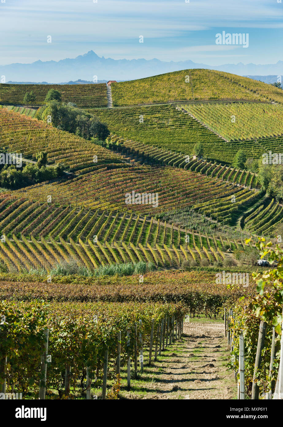 Italy, panorama of vineyards of Piedmont: Langhe-Roero and Monferrato ...