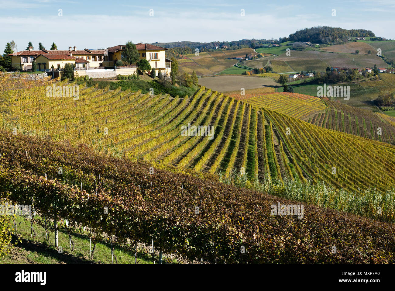 Italy, panorama of vineyards of Piedmont: Langhe-Roero and Monferrato ...
