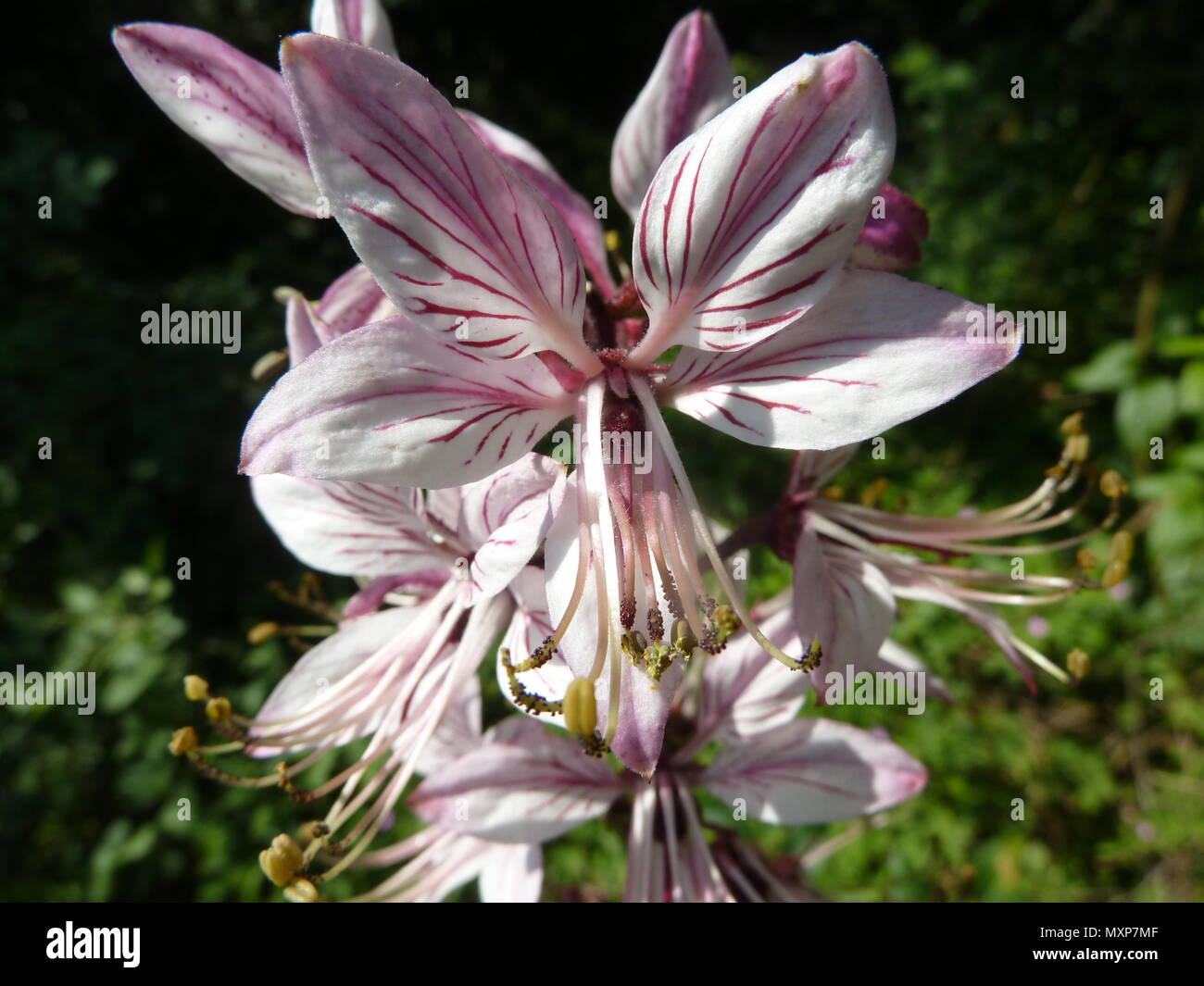 Flower of Dictamnus albus Stock Photo - Alamy