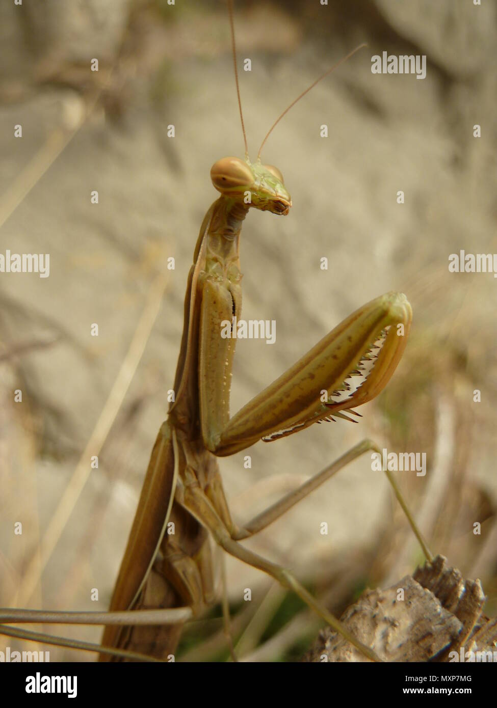 Male of brown praying mantis (Mantis religiosa Stock Photo - Alamy