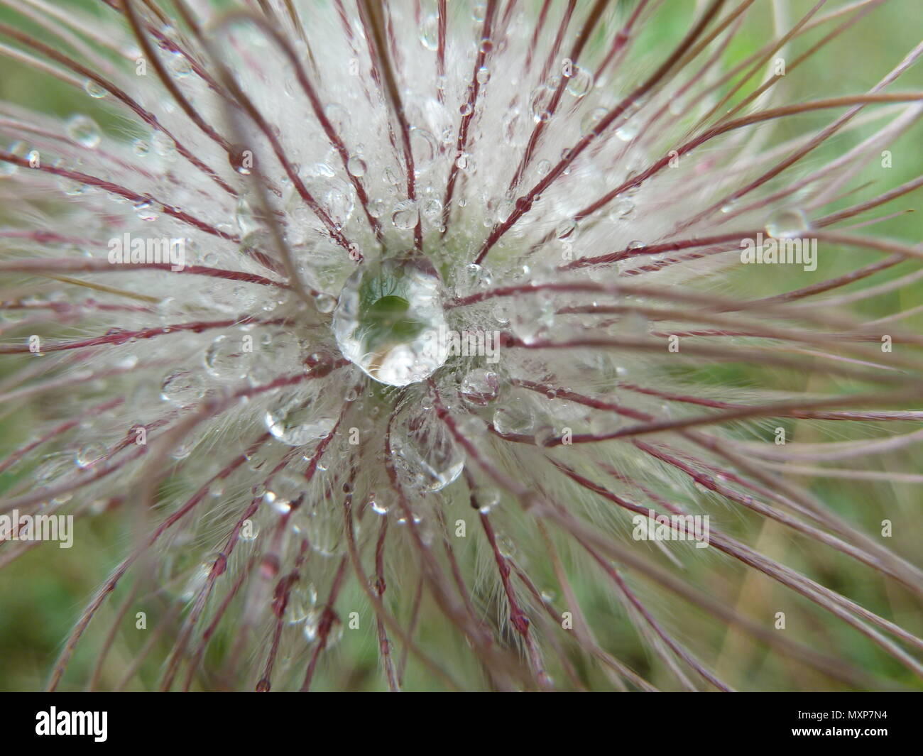 Dew drops inside of anemone fruit head Stock Photo - Alamy