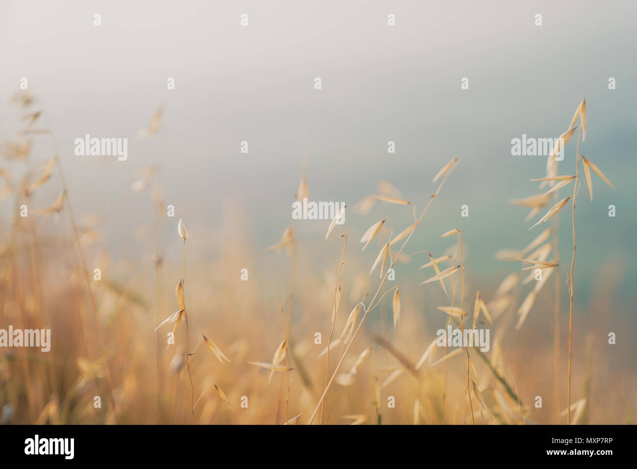 Field of grass during sunset. Sunlight through grass background Stock ...