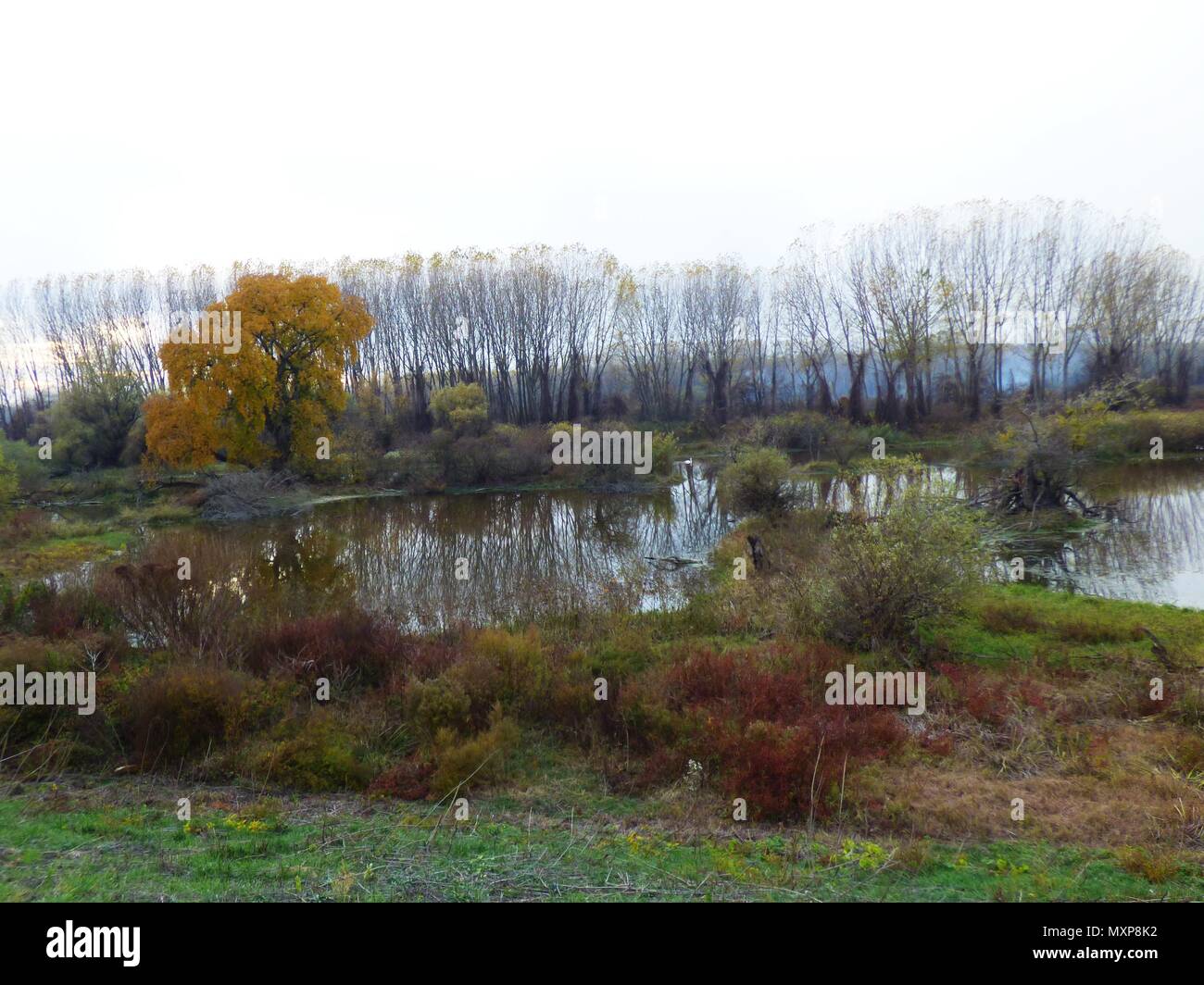 Swamp oak autumn hi-res stock photography and images - Alamy