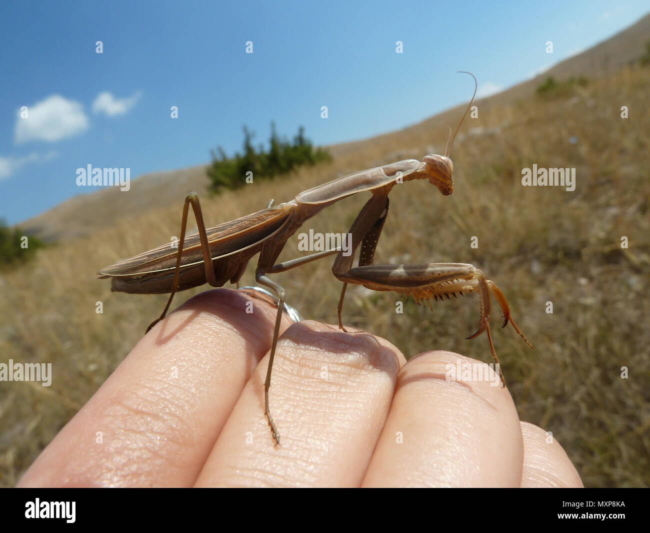 Light brown small praying mantis on the hand Stock Photo - Alamy