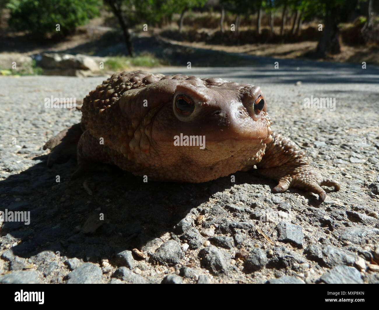 Macedonian fauna hi-res stock photography and images - Alamy