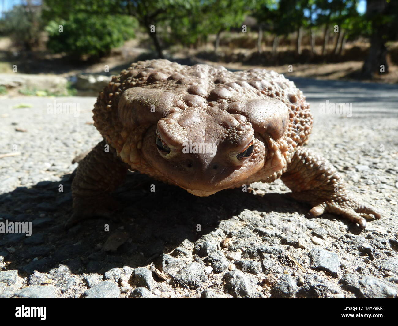 Macedonian fauna hi-res stock photography and images - Alamy