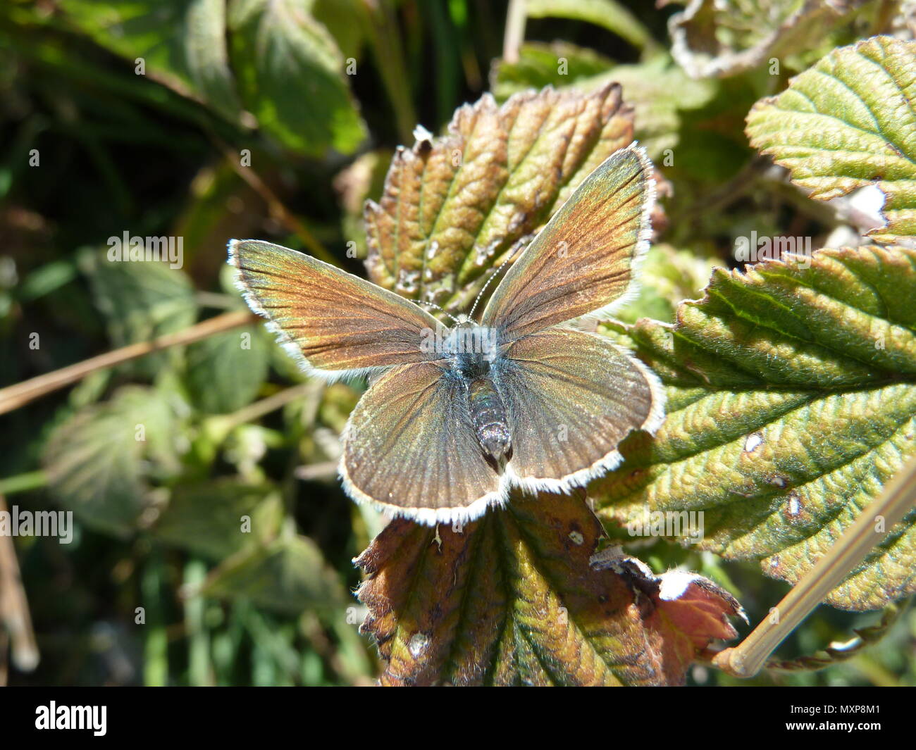 Small rare gossamer-winged butterfly on the leaves of wild raspberry ...