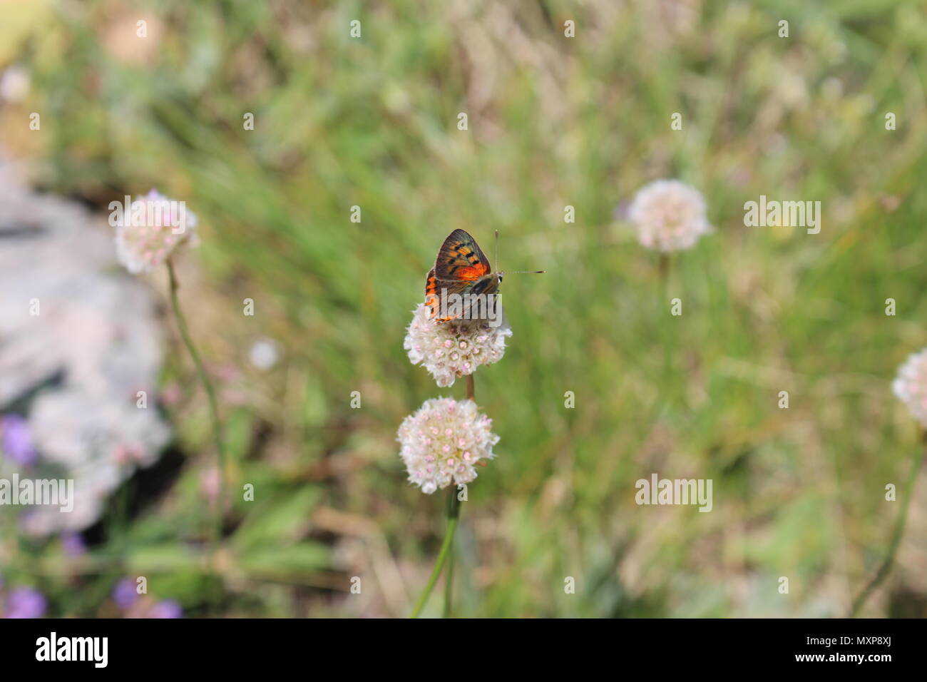 Small gossamer-winged butterfly (Lycaenidae Stock Photo - Alamy
