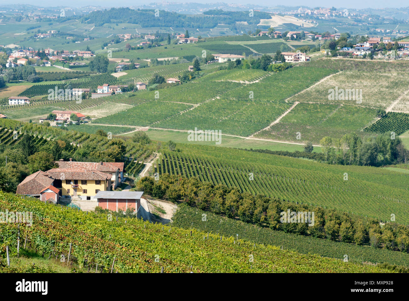 Italy, panorama of vineyards of Piedmont: Langhe-Roero and Monferrato ...