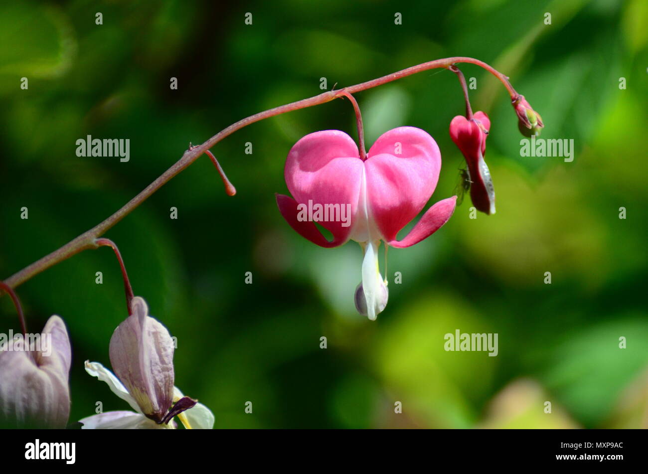 Bleeding heart in flower hi-res stock photography and images - Alamy