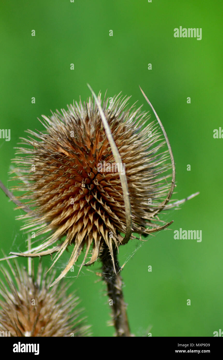 Burdock plant, Arctium species Stock Photo - Alamy