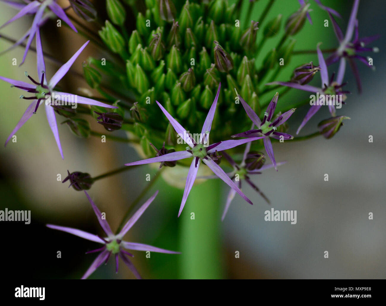 Alium flower opening hi-res stock photography and images - Alamy