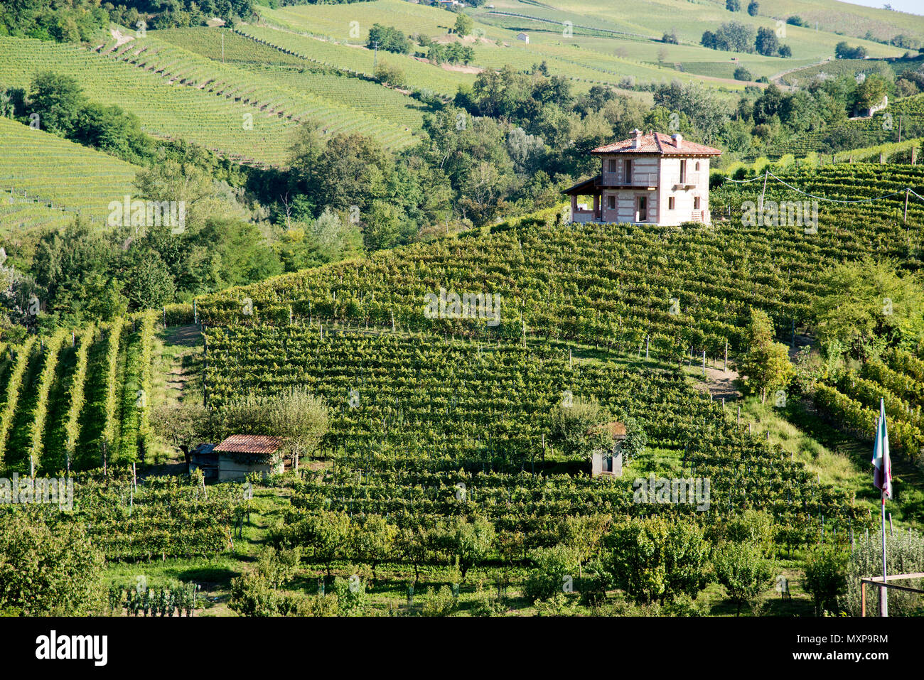 Italy, panorama of vineyards of Piedmont: Langhe-Roero and Monferrato ...