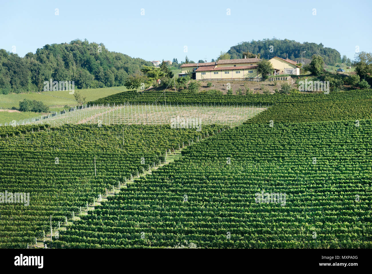 Italy, panorama of vineyards of Piedmont: Langhe-Roero and Monferrato ...