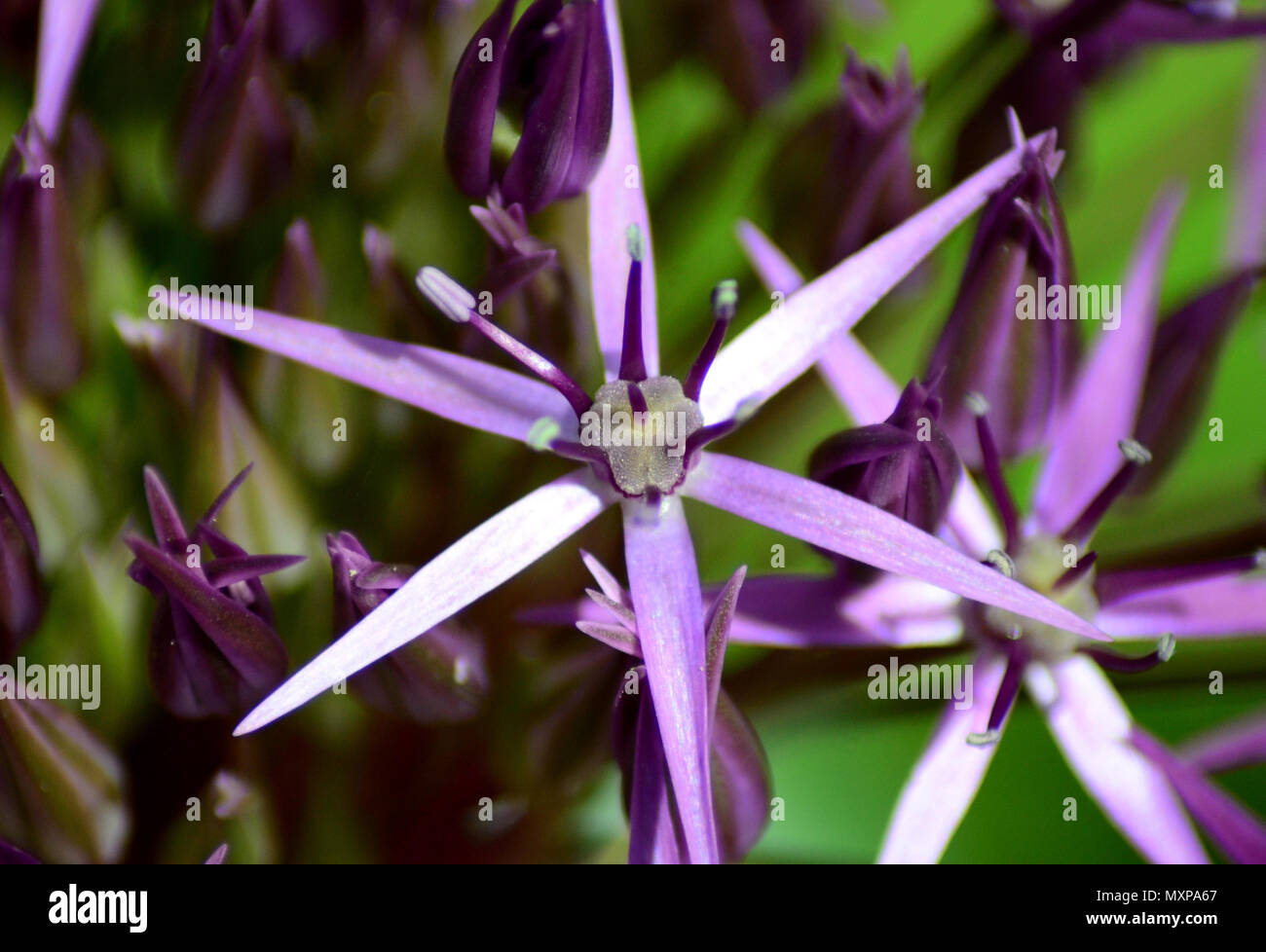 Close up macro alium flowers, purple flowers opening Stock Photo - Alamy