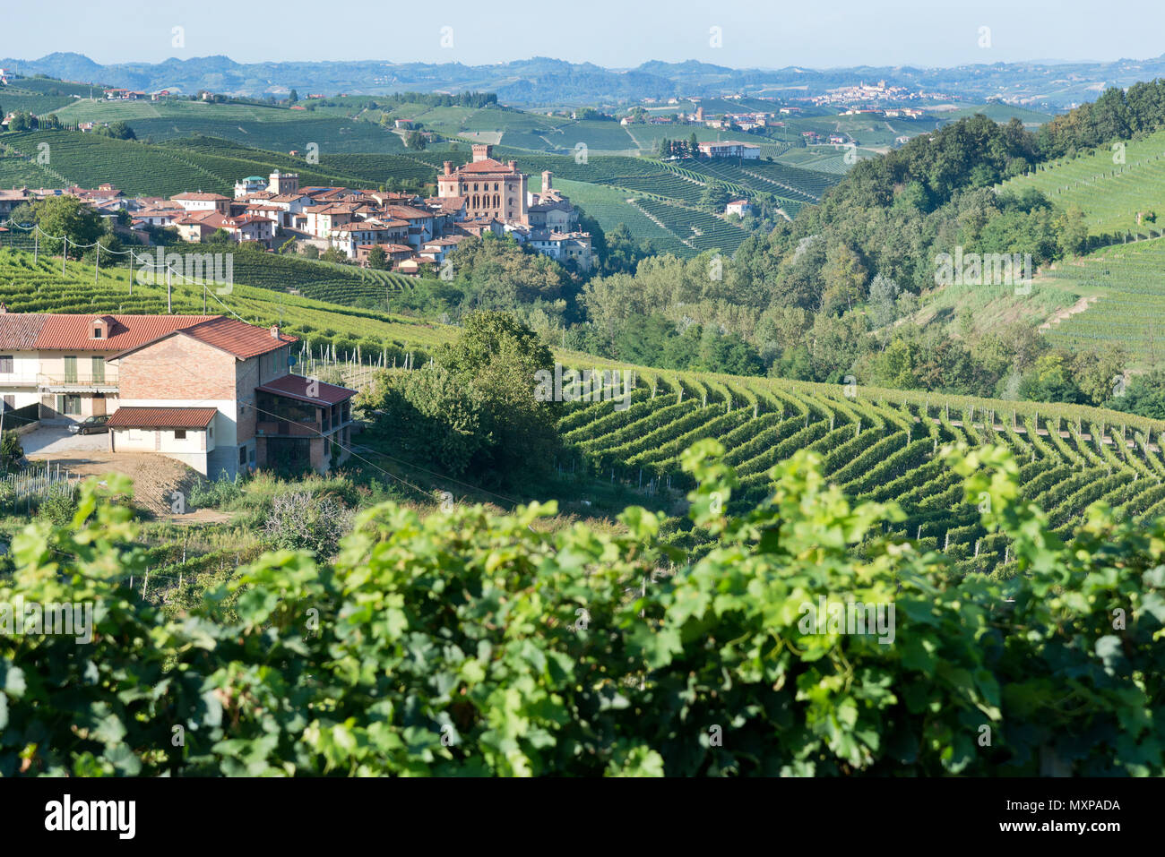 Italy, panorama of vineyards of Piedmont: Langhe-Roero and Monferrato ...